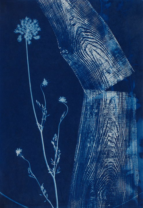 Cyanotypes 2018-2020 – bonnie baker studio